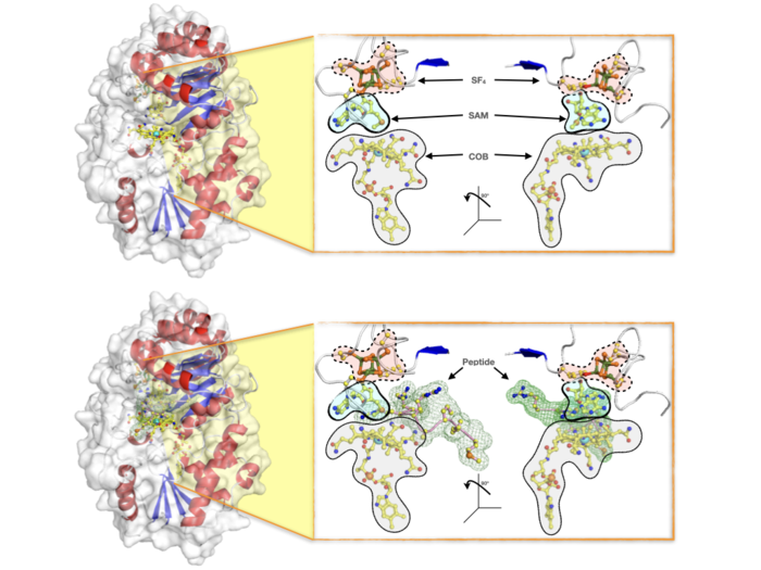 How a particular protein regulates up to two- | EurekAlert!