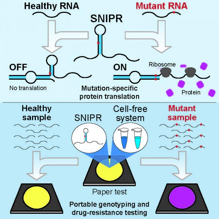 SNIPR Graphic [IMAGE] | EurekAlert! Science News Releases