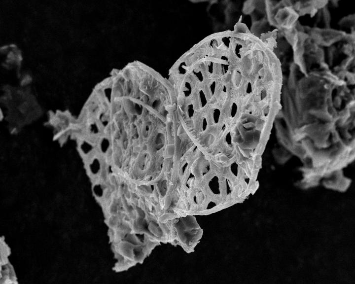 810 Million-Year-Old Microfossils Are Ancient | EurekAlert!