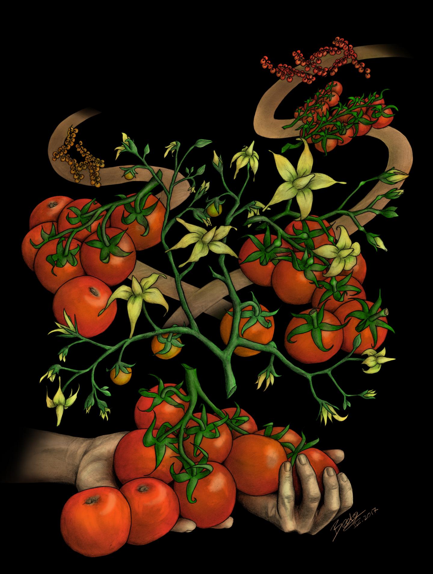 Tomato Plant Mutations [IMAGE] | EurekAlert! Science News Releases