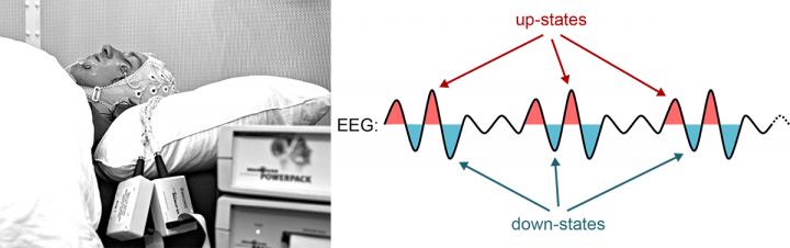 Deep Sleep Brain Waves [IMAGE] | EurekAlert! Science News Releases