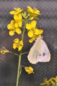 Unique Look at Combined Influence of Pollinat | EurekAlert!