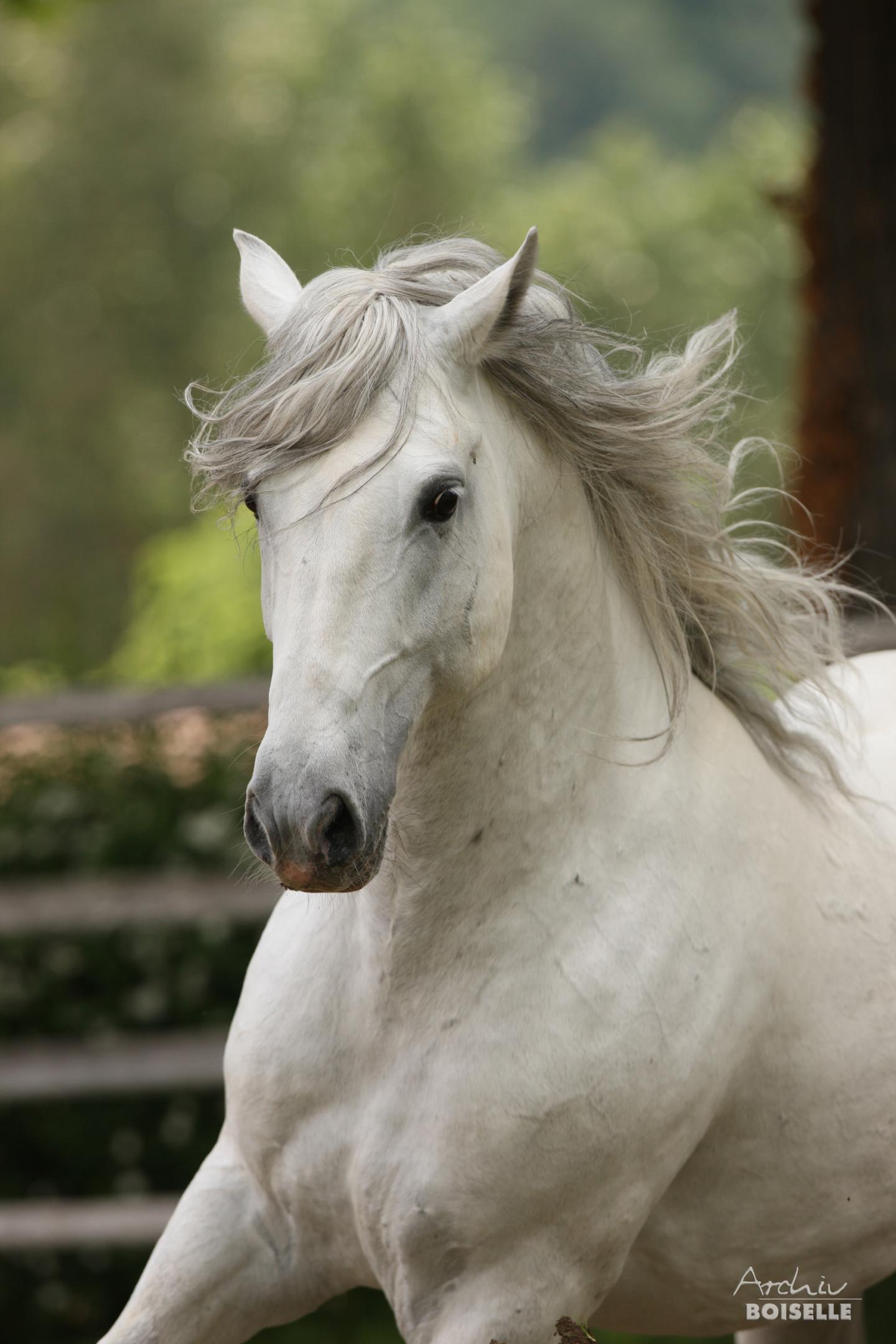 Most modern horses are descendants of recentl | EurekAlert!