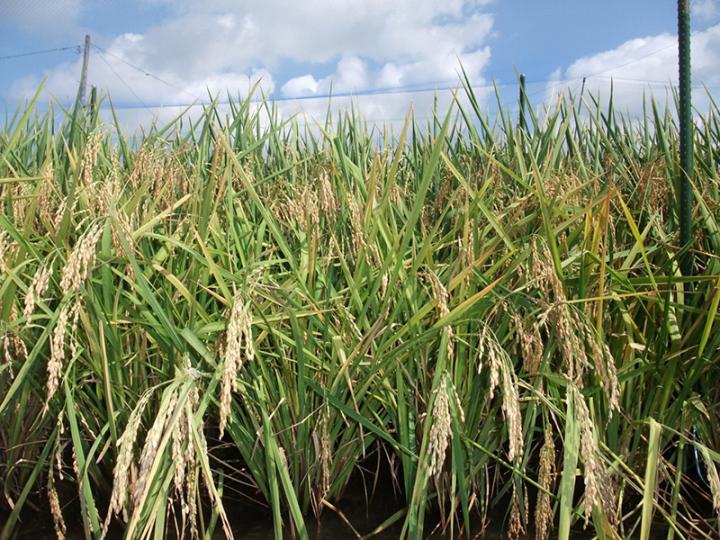 Spikelets [IMAGE] | EurekAlert! Science News Releases