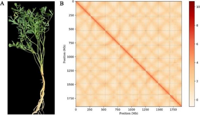 Overview of the Saposhnikovia [IMAGE] | EurekAlert! Science News Releases