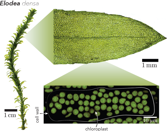 Elodea densa is an aquatic pla [IMAGE] | EurekAlert! Science News Releases