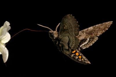 Secrets of Moth Flight Control | EurekAlert!