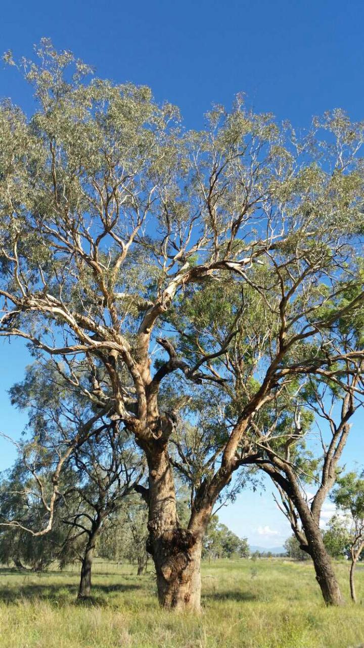 E. melliodora [IMAGE] | EurekAlert! Science News Releases