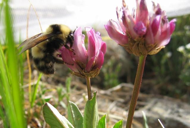 Long-Tongued Bumble Bee Queen [IMAGE] | EurekAlert! Science News Releases
