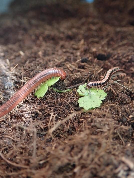 Genomes of two millipede species shed light o | EurekAlert!