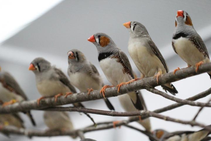 Zebra Finches [IMAGE] | EurekAlert! Science News Releases