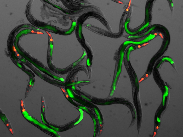C. elegans [IMAGE] | EurekAlert! Science News Releases