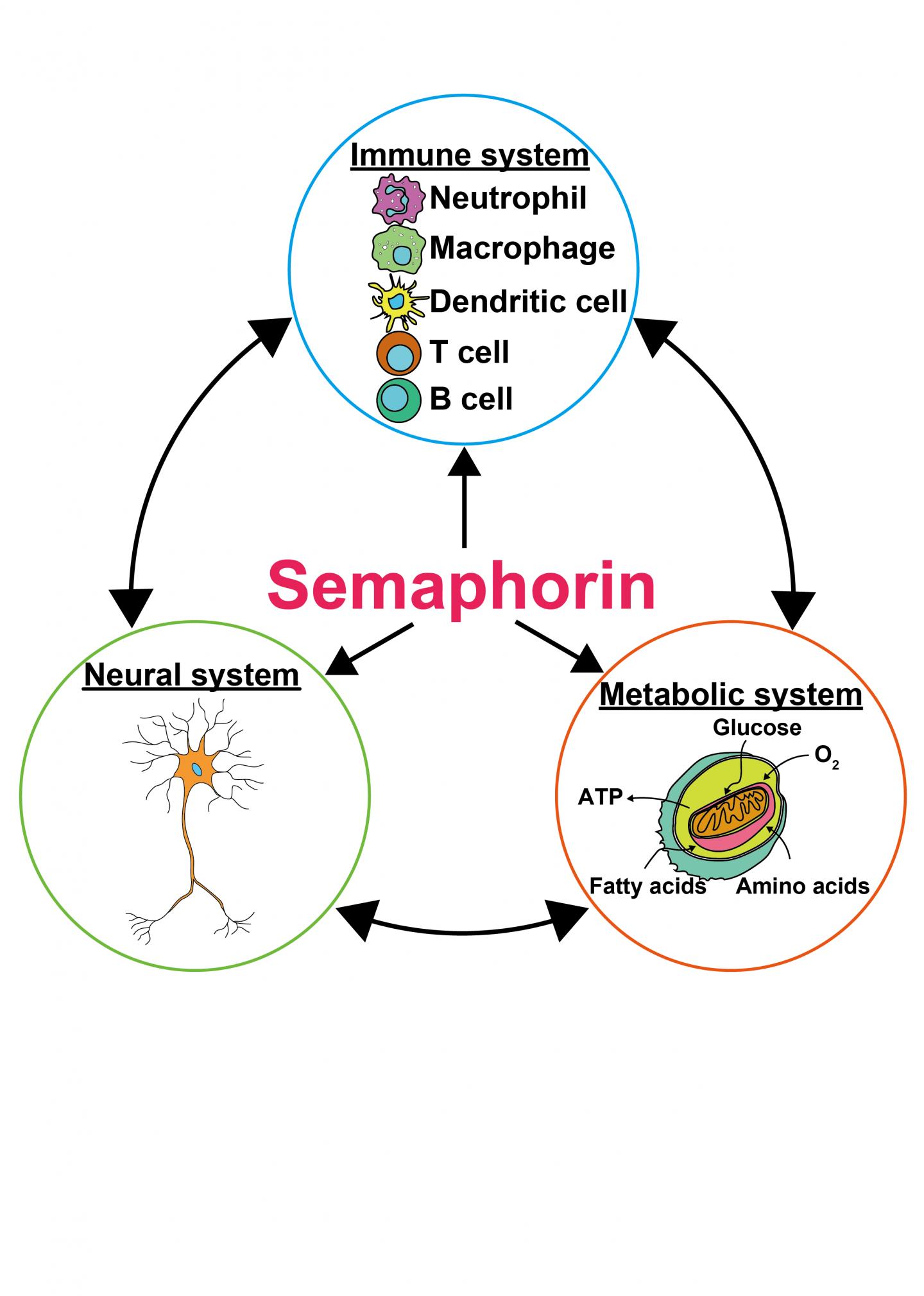 Semaphorin in Neural-Immune-Me [IMAGE] | EurekAlert! Science News Releases