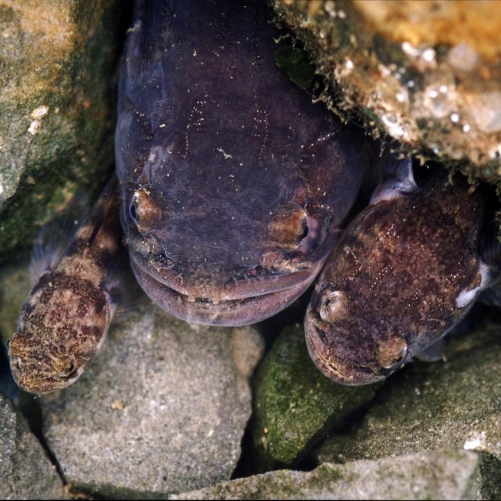 Fish study IDs genes that regulate social beh | EurekAlert!