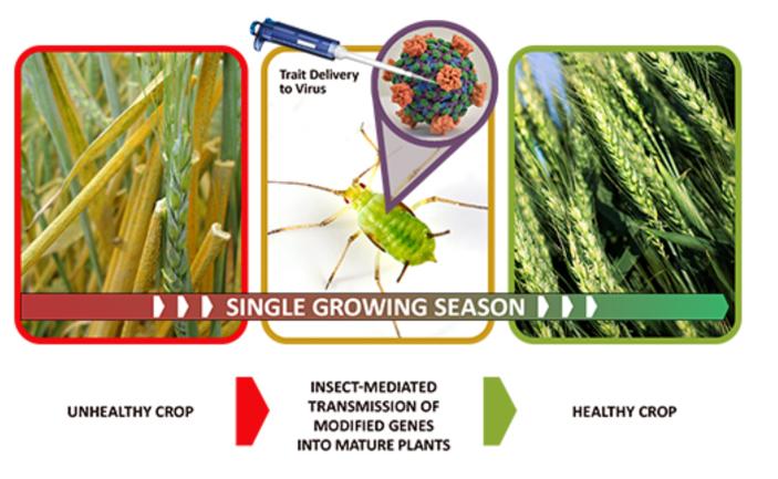 Insect Allies' Three Technical [IMAGE] | EurekAlert! Science News Releases