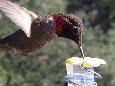 How Hummingbirds Regained a Sw [IMAGE] | EurekAlert! Science News Releases