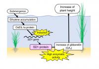Genetic Adaptation Allows Rice to Survive Lon | EurekAlert!