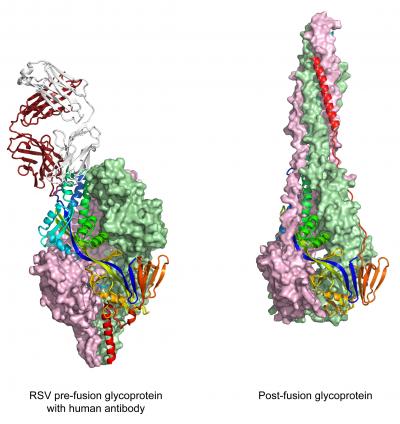 RSV Fusion Glycoprotein [IMAGE] | EurekAlert! Science News Releases