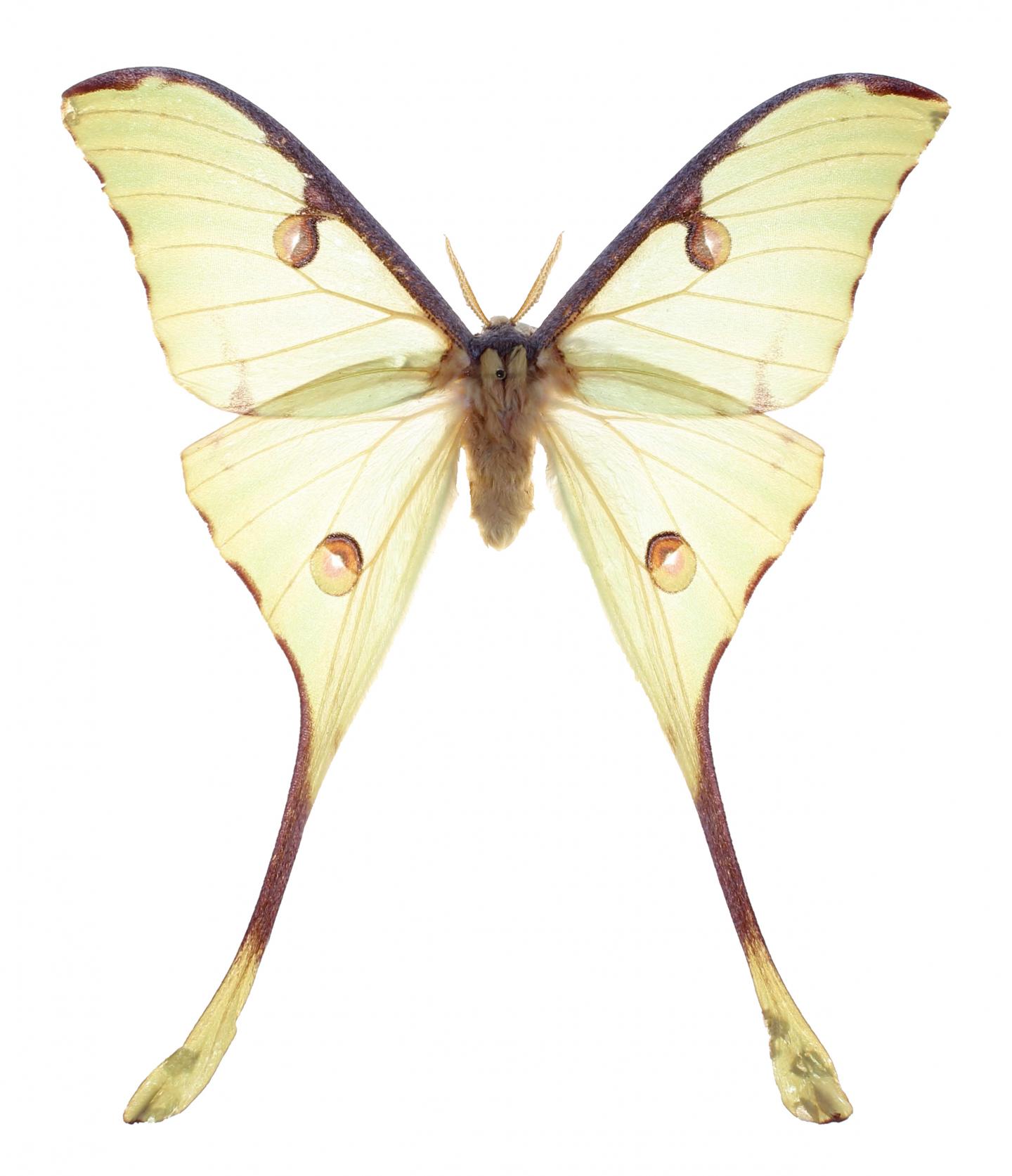 The Ancient Arms Race Between Bats and Moths | EurekAlert!