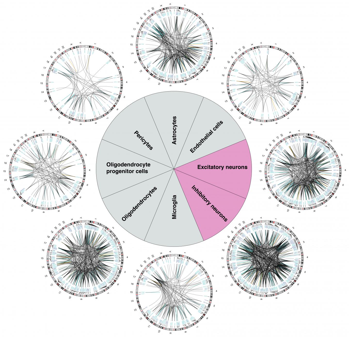 Illuminating the Brain Architecture of Neurop | EurekAlert!