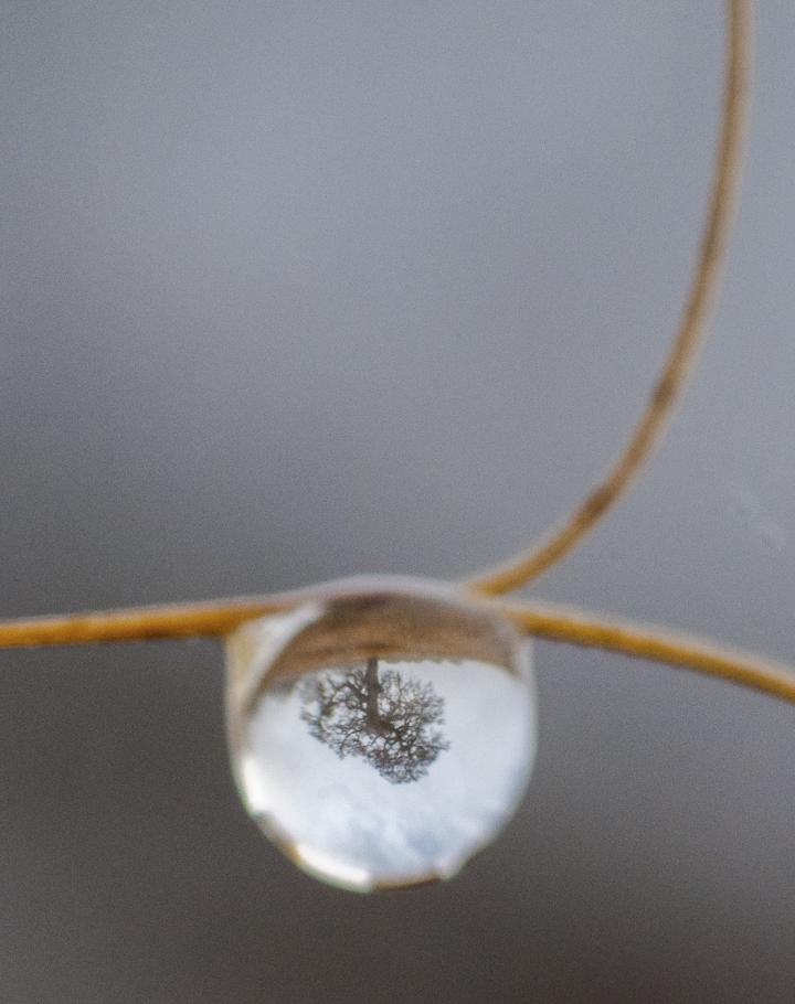 Jasper Ridge [IMAGE] | EurekAlert! Science News Releases