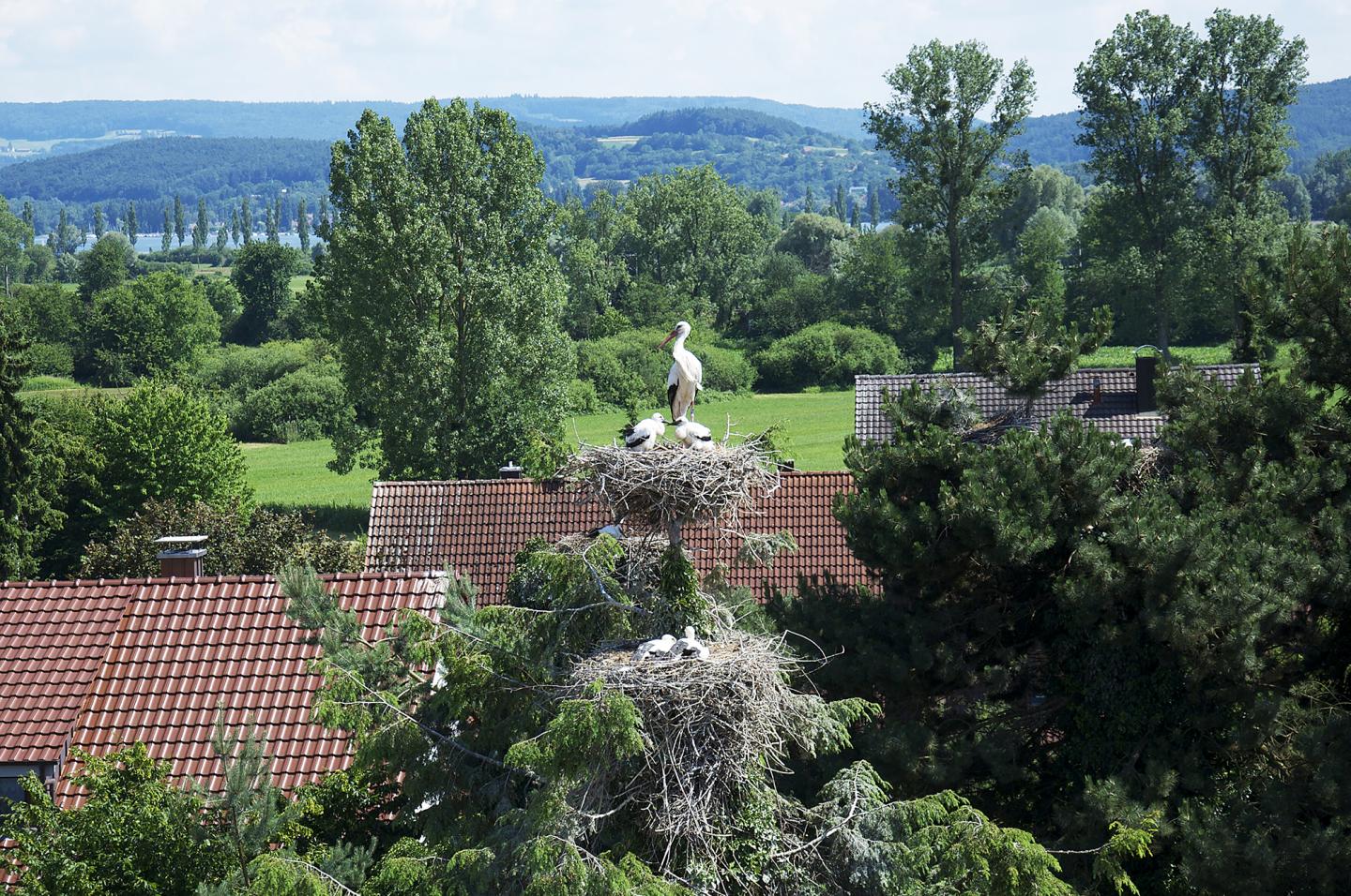 Lunch on Landfills: Stork Stopovers May Suppr | EurekAlert!