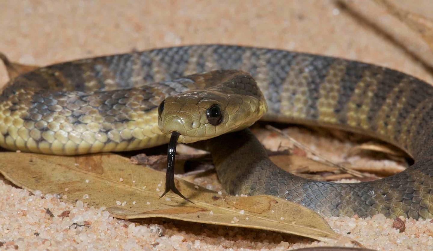 Tiger Snake [IMAGE] | EurekAlert! Science News Releases