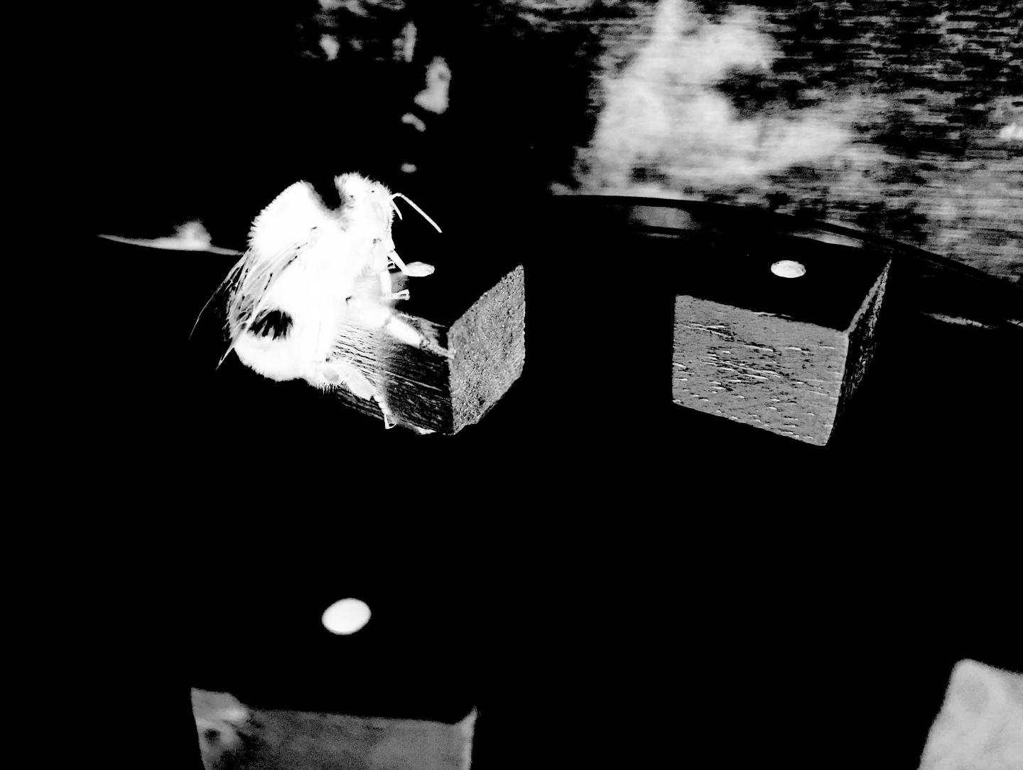 Bumblebees Recognize Objects Through Sight an | EurekAlert!