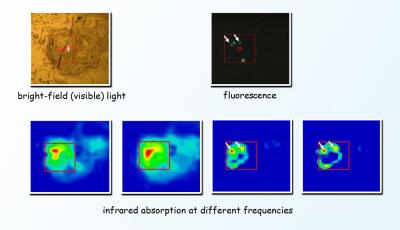 Different Modes of Imaging Cel [IMAGE] | EurekAlert! Science News Releases