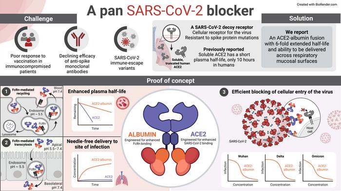 A long-acting biologic with tr [IMAGE] | EurekAlert! Science News Releases