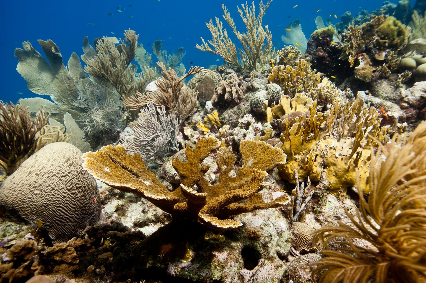 Caribbean Reef [IMAGE] | EurekAlert! Science News Releases