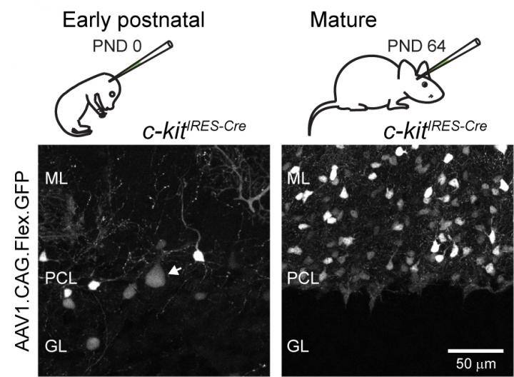 c-kit IRES-Cre Mice Allow for [IMAGE] | EurekAlert! Science News Releases