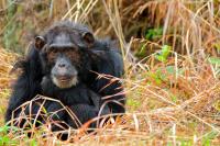A case of the chimp sniffles or major outbrea | EurekAlert!