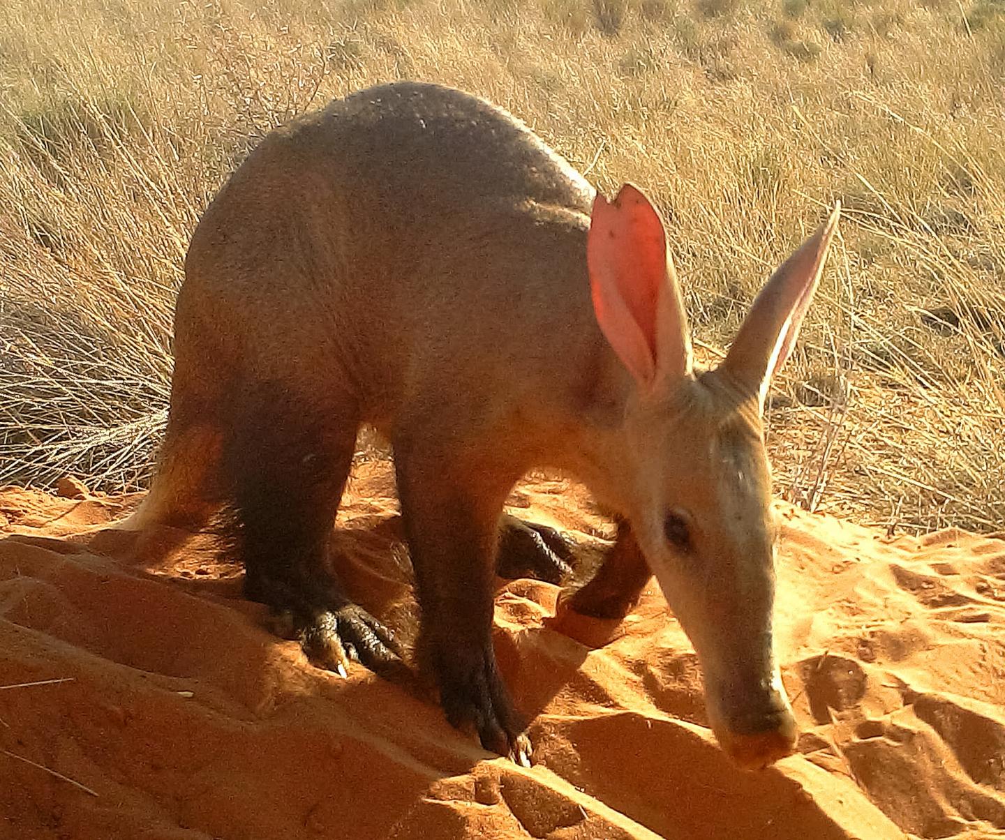 Aardvark [IMAGE] | EurekAlert! Science News Releases