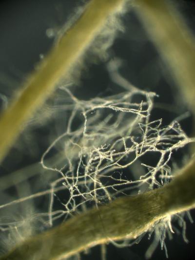 How Plants and Fungi Prevent C [IMAGE] | EurekAlert! Science News Releases