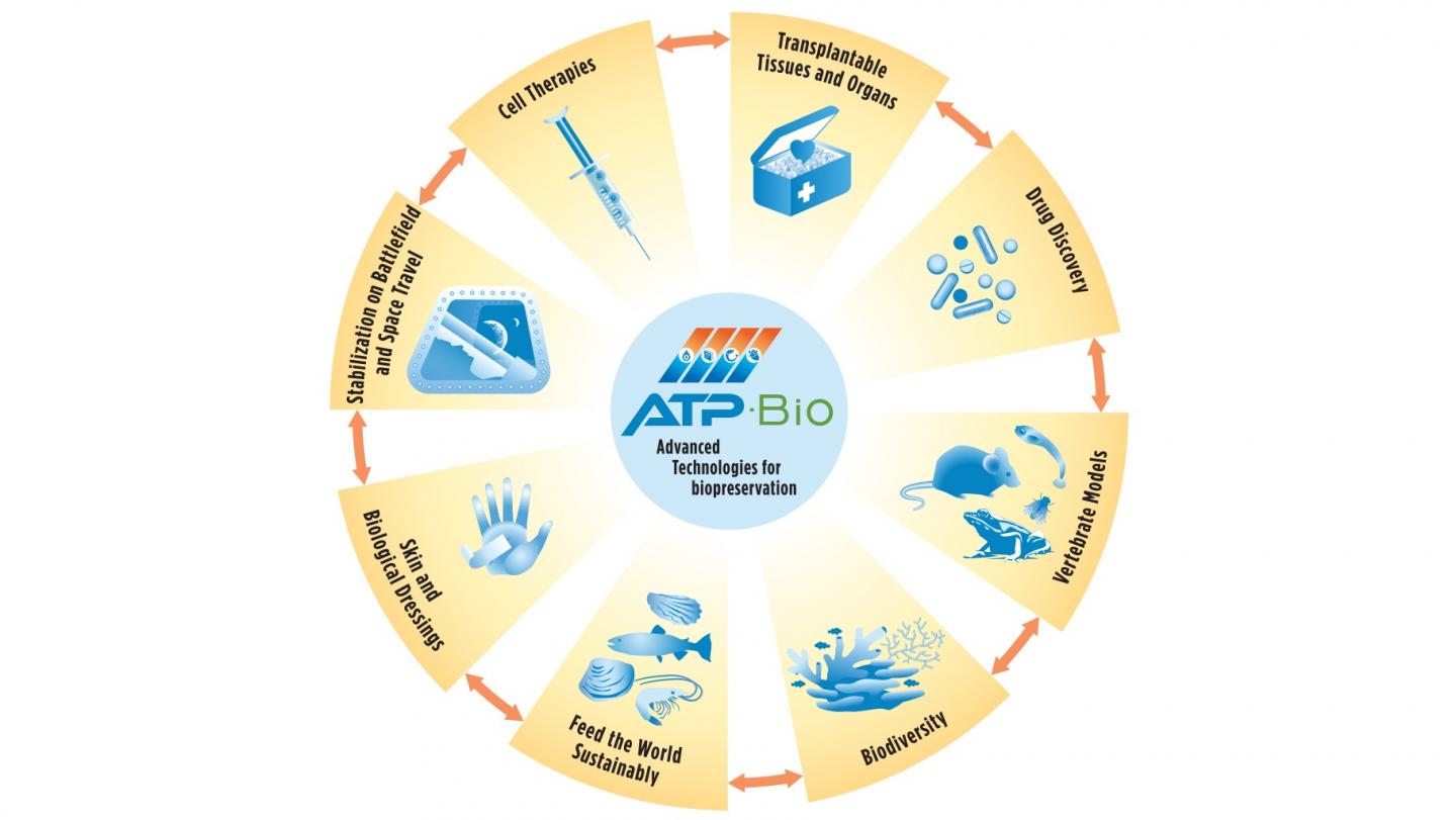 ATP-Bio Loop [IMAGE] | EurekAlert! Science News Releases