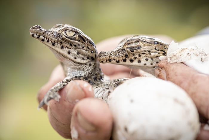 Cuban crocodile hatchling [IMAGE] | EurekAlert! Science News Releases