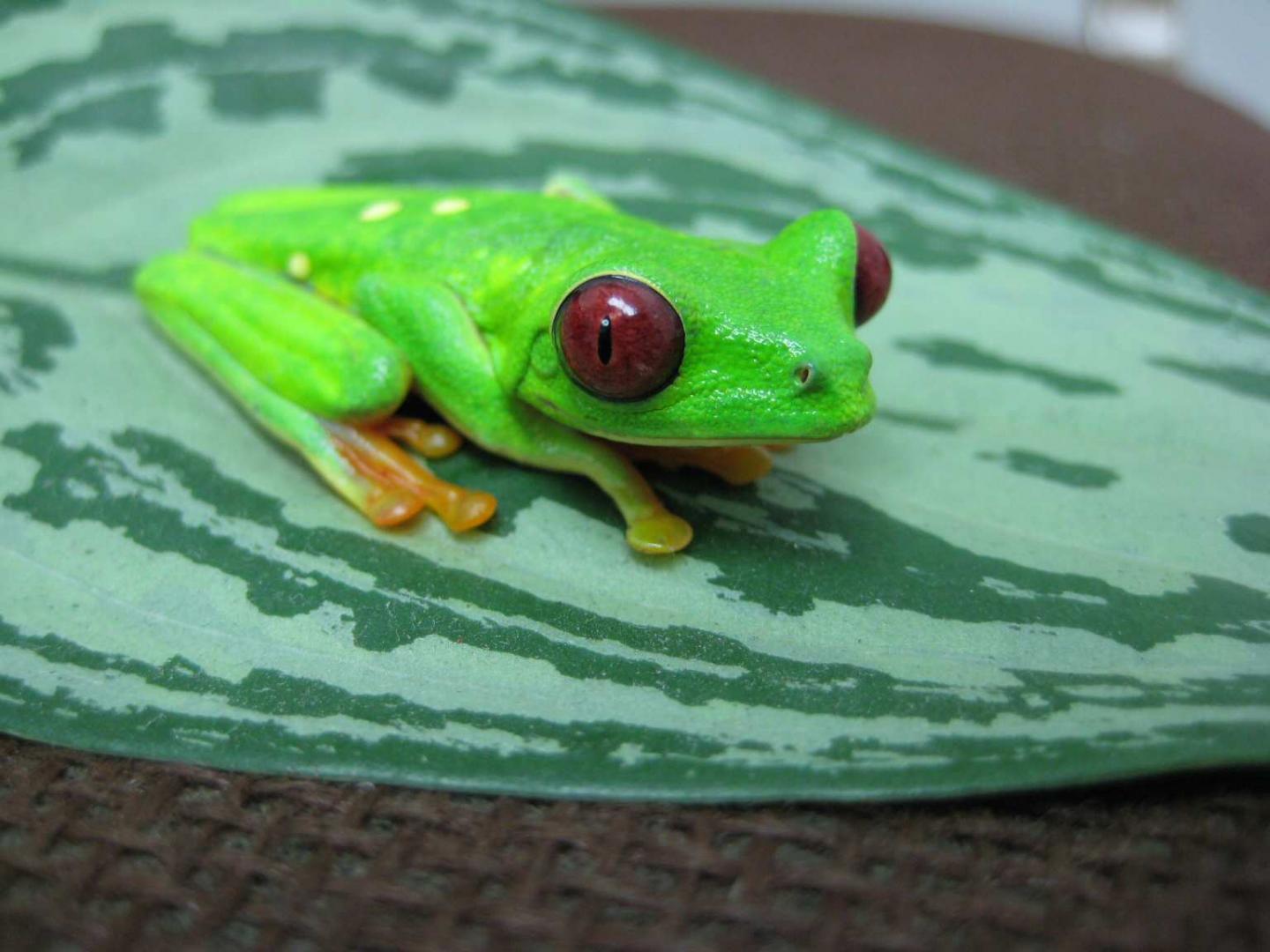 Red-eyed Tree Frog [IMAGE] | EurekAlert! Science News Releases