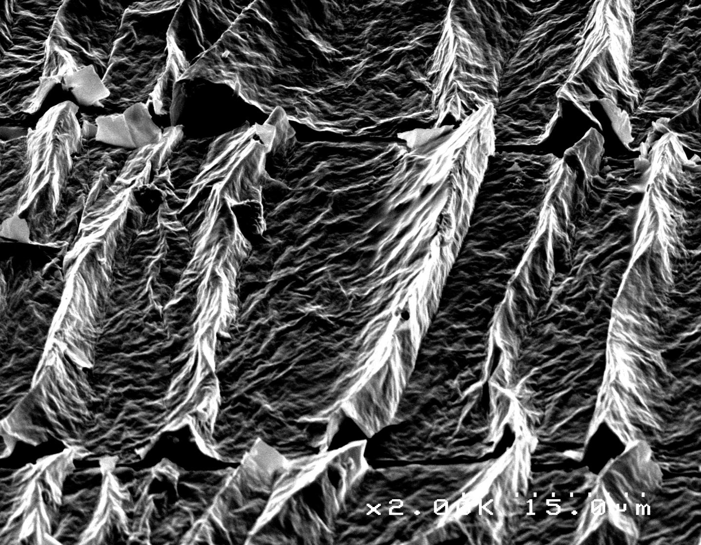 Wrinkled Graphene [IMAGE] | EurekAlert! Science News Releases