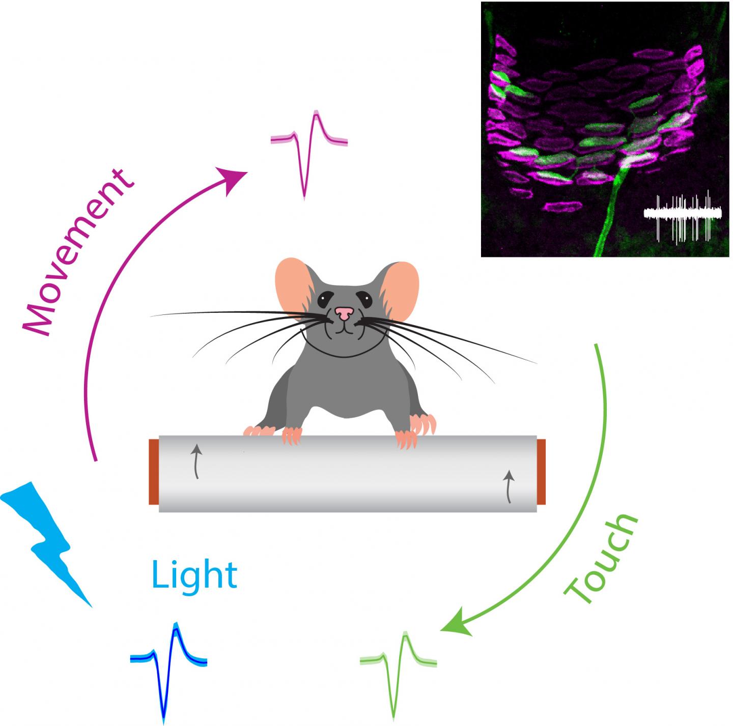Discovering the basics of 'active touch' | EurekAlert!