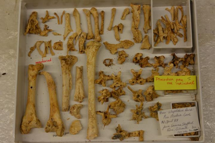 Extinct Duck Fossil [IMAGE] | EurekAlert! Science News Releases