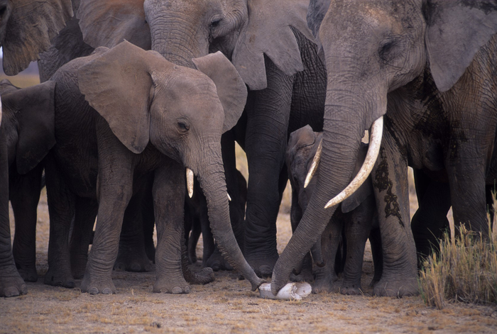 Elephants [IMAGE] | EurekAlert! Science News Releases
