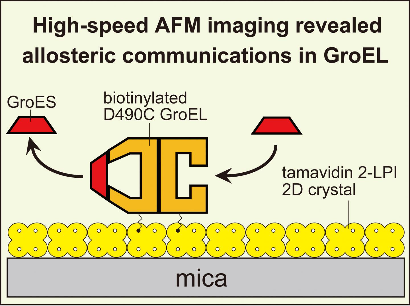 Figure 1 [IMAGE] | EurekAlert! Science News Releases