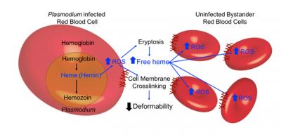 New malaria analysis method reveals disease s | EurekAlert!