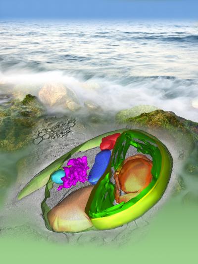 Micromonas 3-D Reconstruction [IMAGE] | EurekAlert! Science News Releases