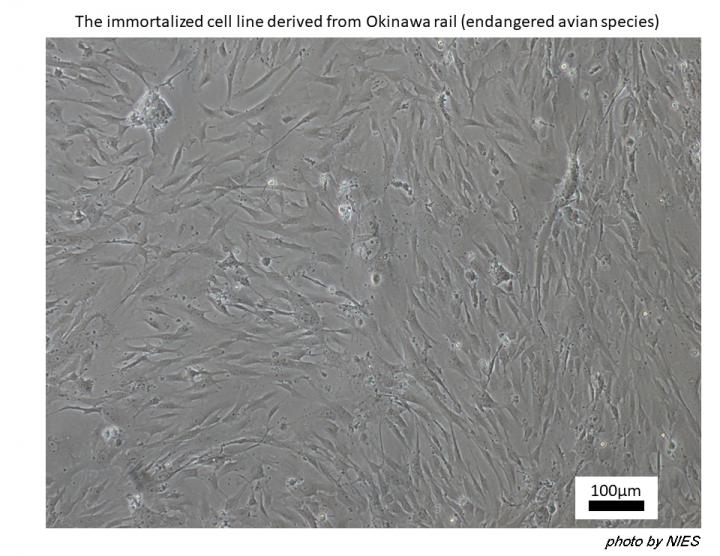 Immortalized Cell Line [IMAGE] | EurekAlert! Science News Releases