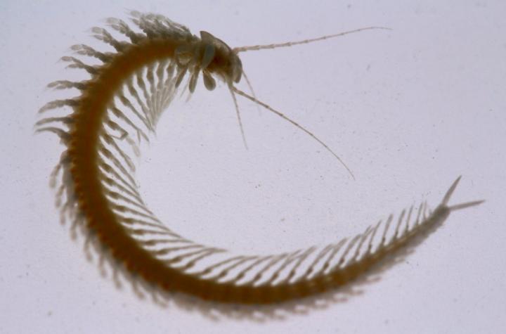 Scientists have conducted a mathematical anal | EurekAlert!