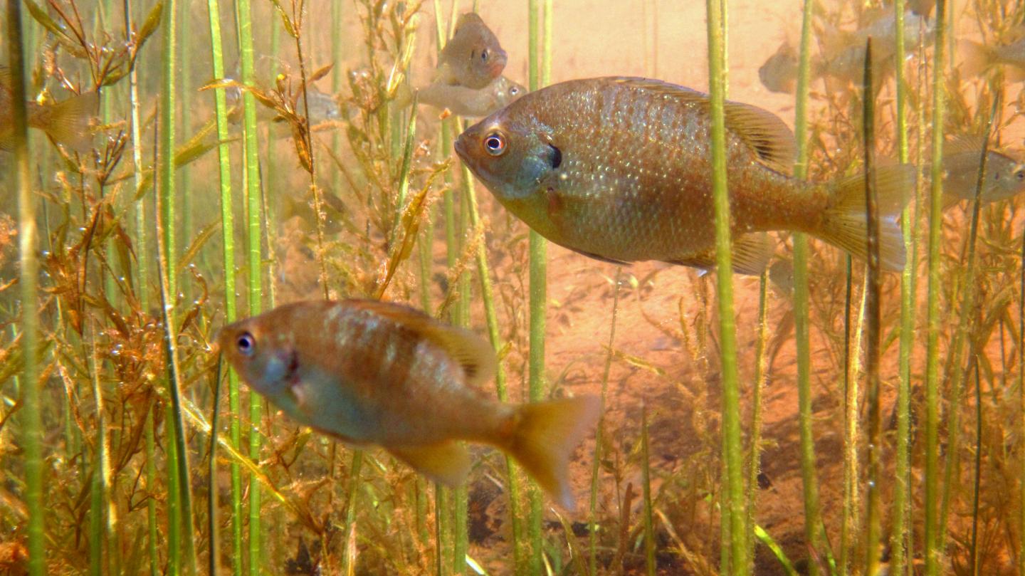Bluegill [IMAGE] | EurekAlert! Science News Releases