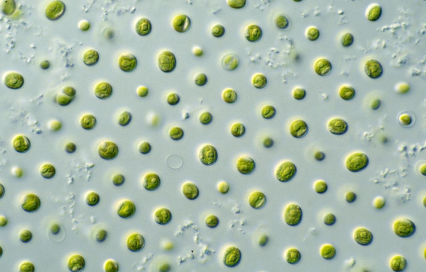 Microalgae [IMAGE] | EurekAlert! Science News Releases