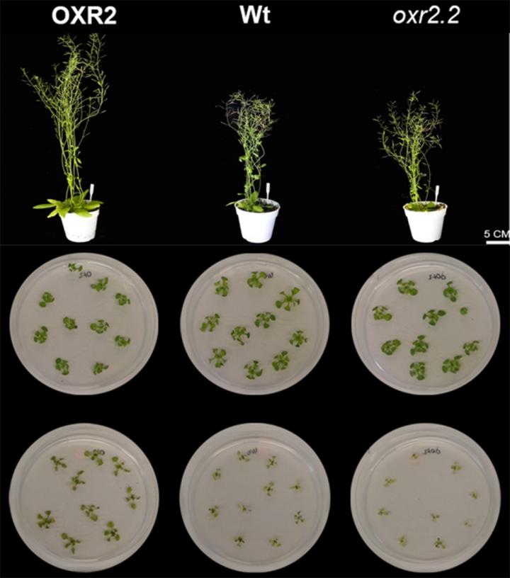 Arabidopsis Thaliana Plants [IMAGE] | EurekAlert! Science News Releases